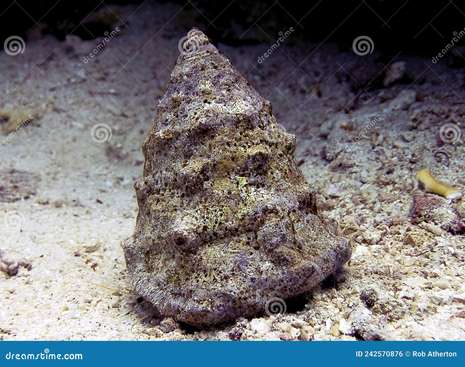 The Red Sea Top-Shell Tectus Dentatus in the Red Sea Stock Photo ...