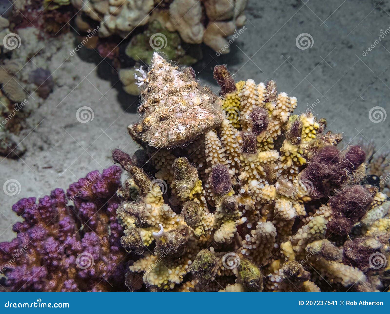 Red Sea Top Shell Trochus Maculatus Stock Image - Image of maculatus ...