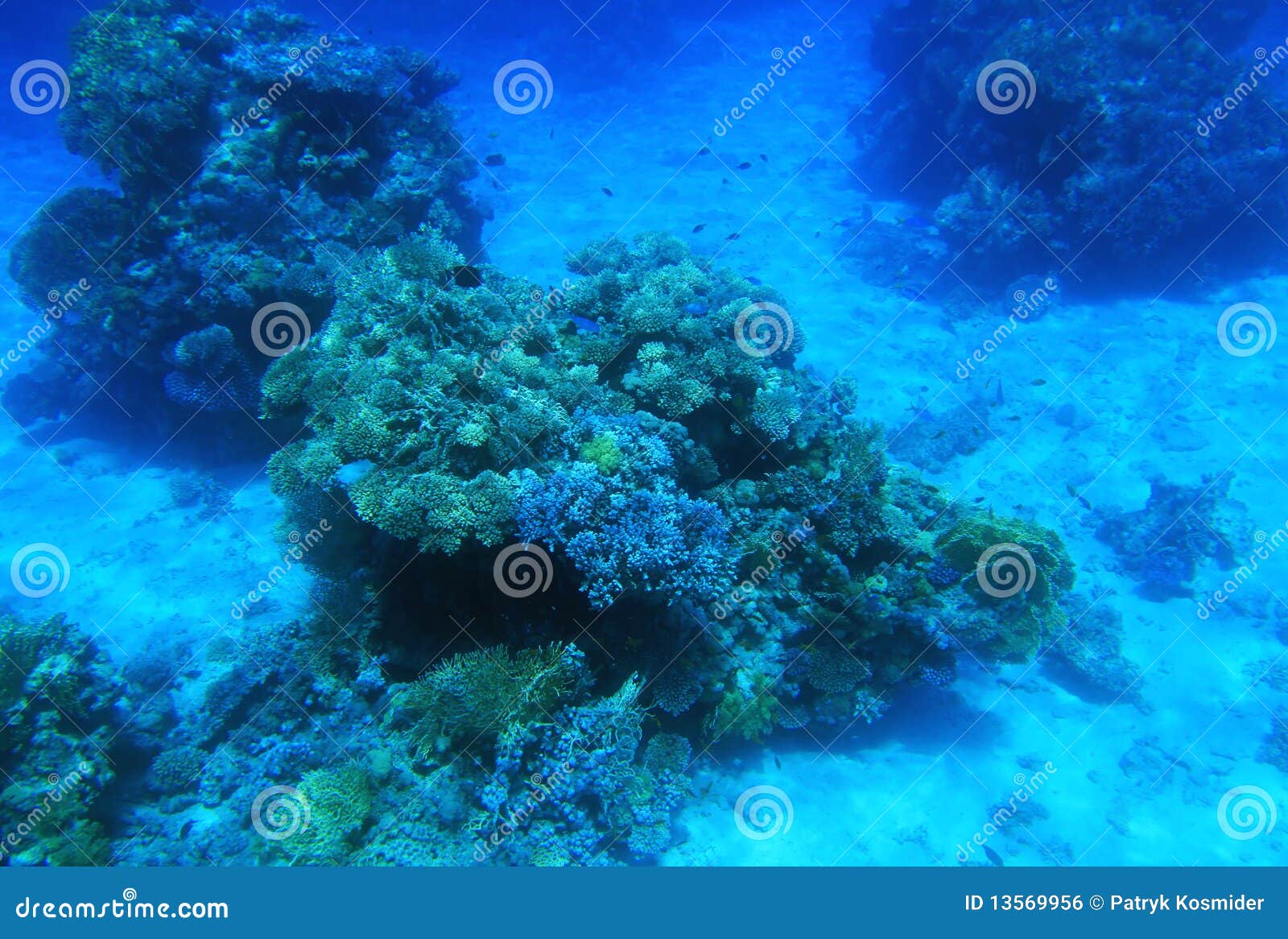 Red Sea underwater stock photo. Image of bahamas, dive - 13569956