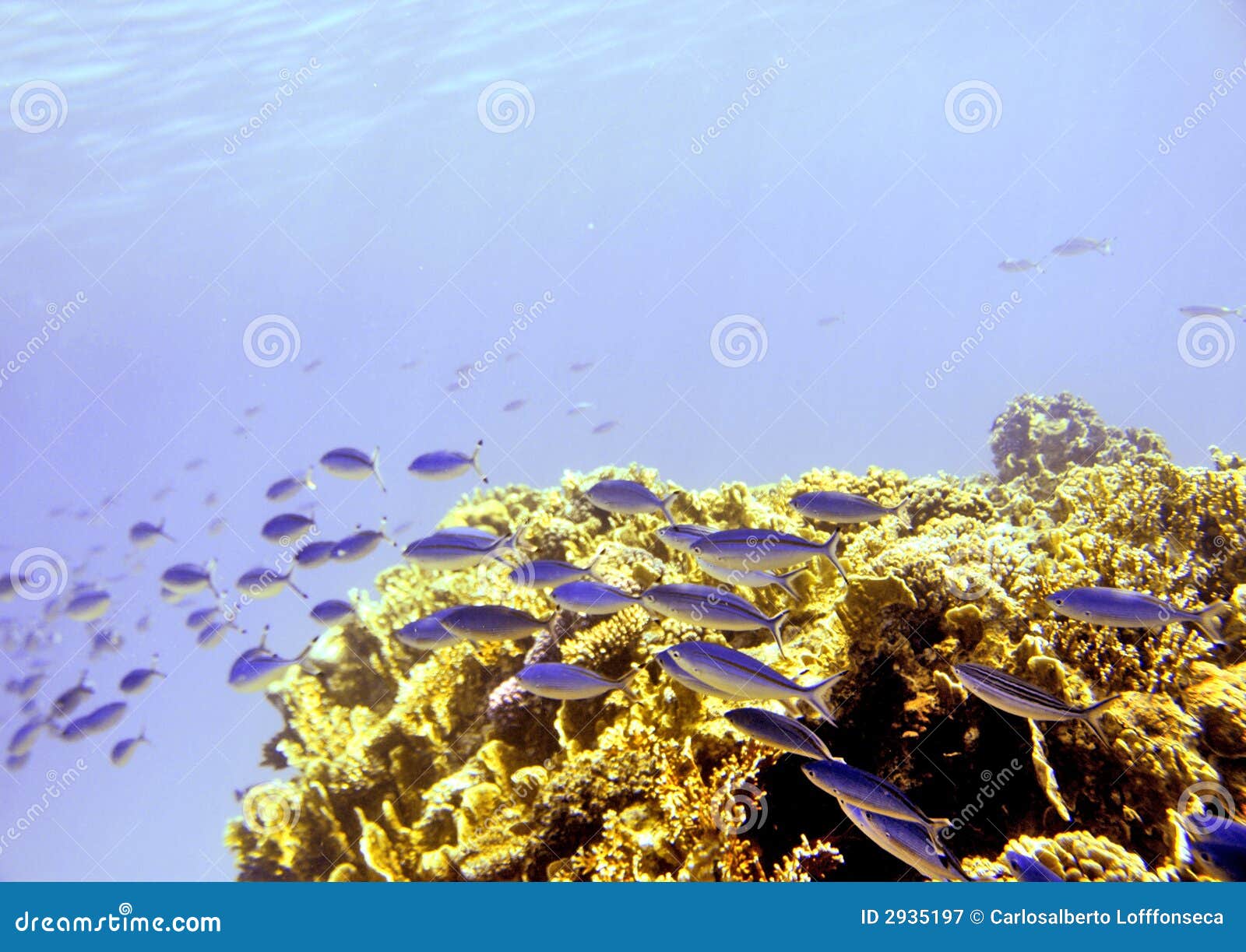 Red Sea underwater stock image. Image of marine, snorkeling - 2935197