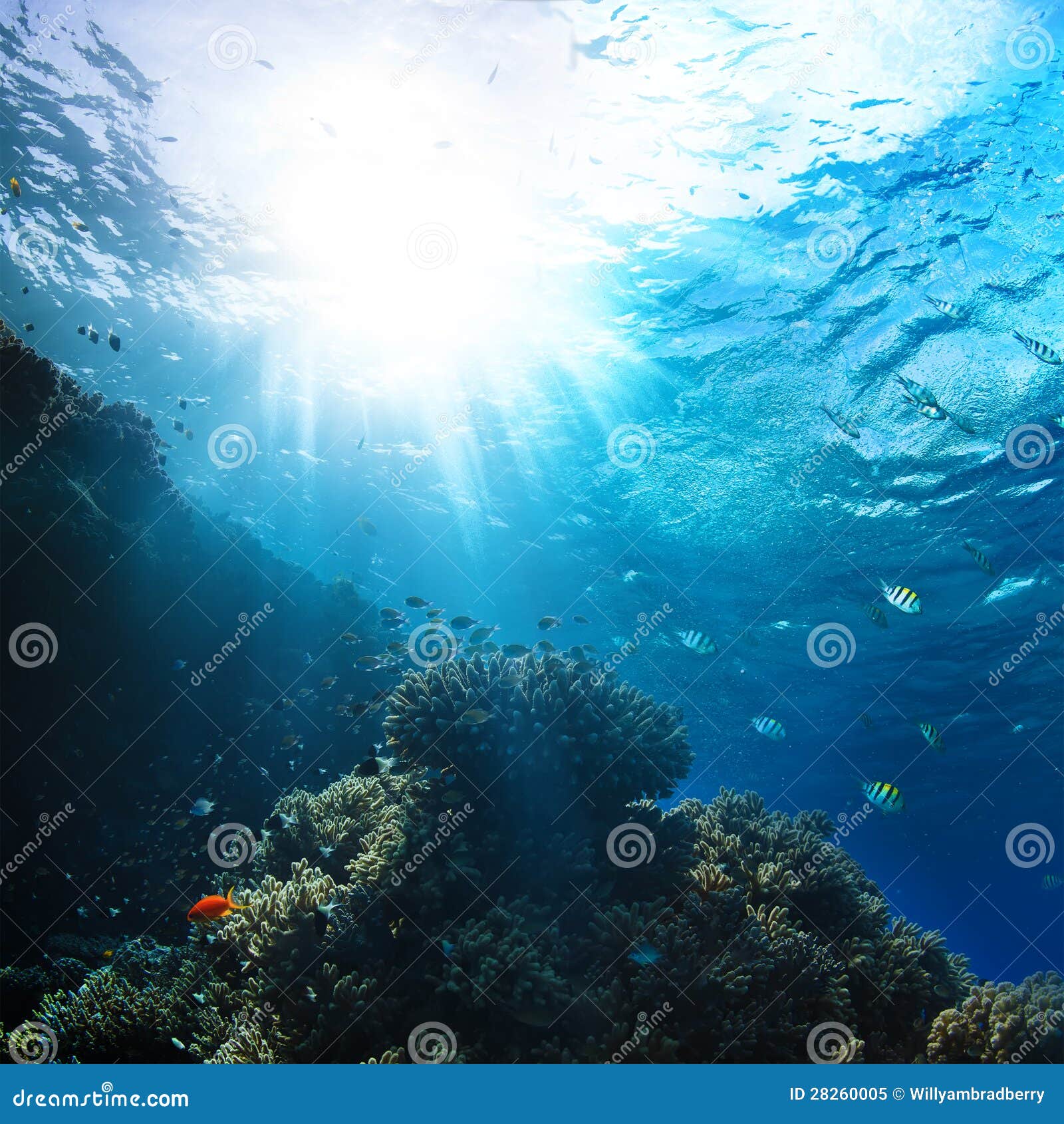 Red Sea Underwater Coral Reef Stock Image - Image of colorful ...