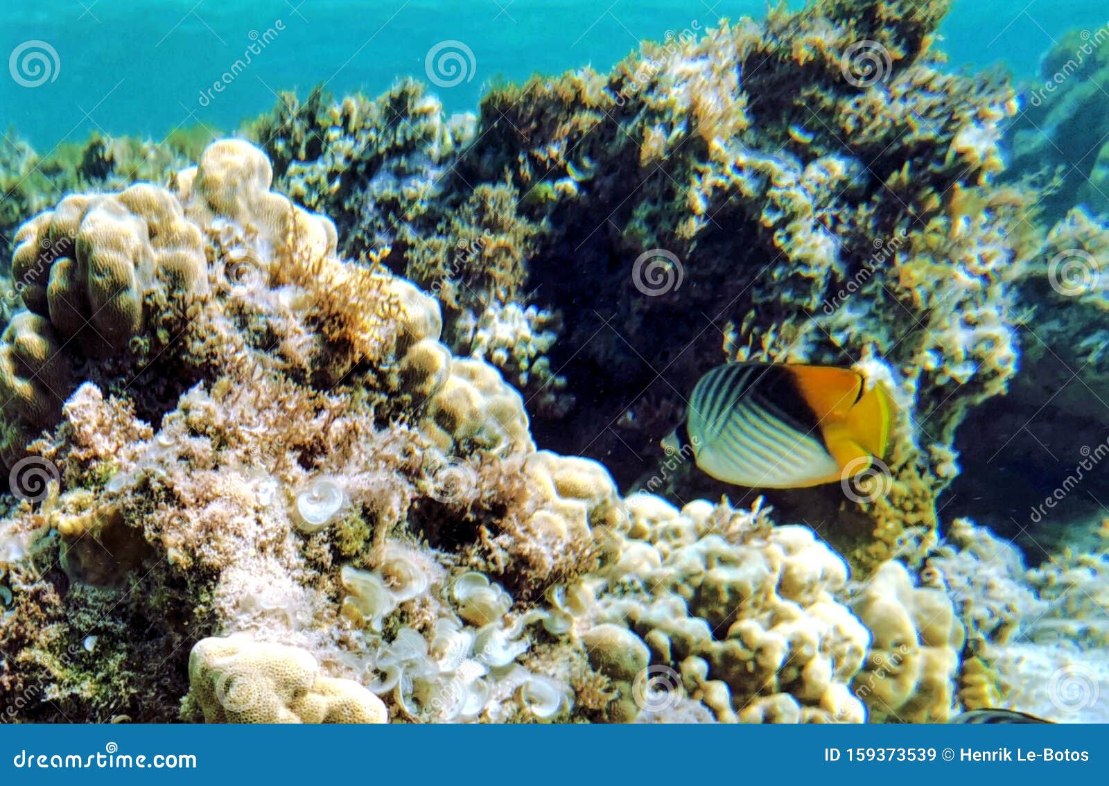Red sea underwater reefs stock image. Image of ocean - 159373539