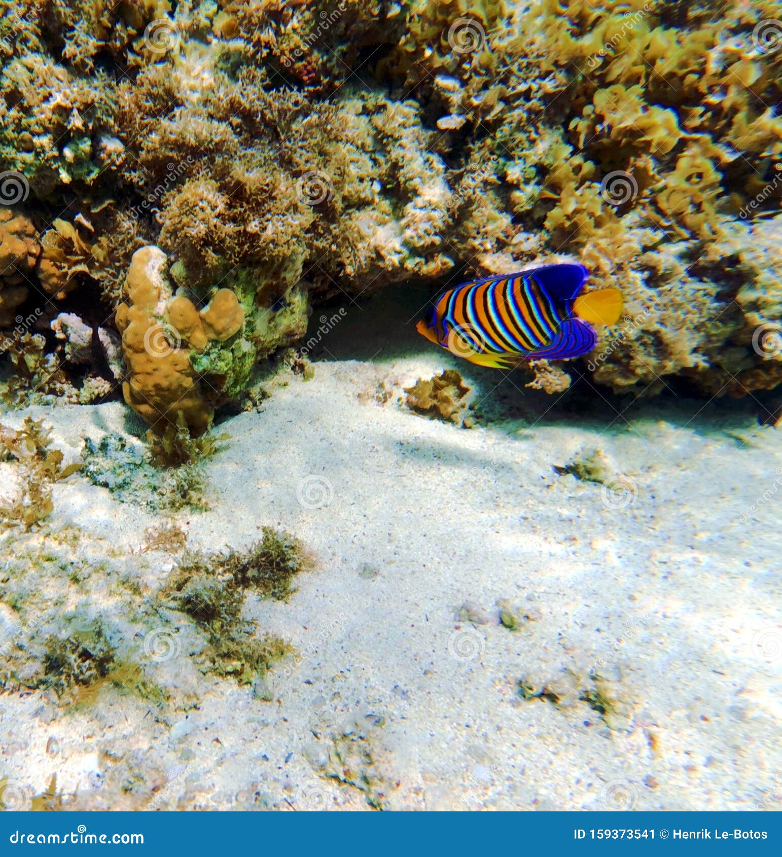 Red sea underwater reefs stock image. Image of underwater - 159373541