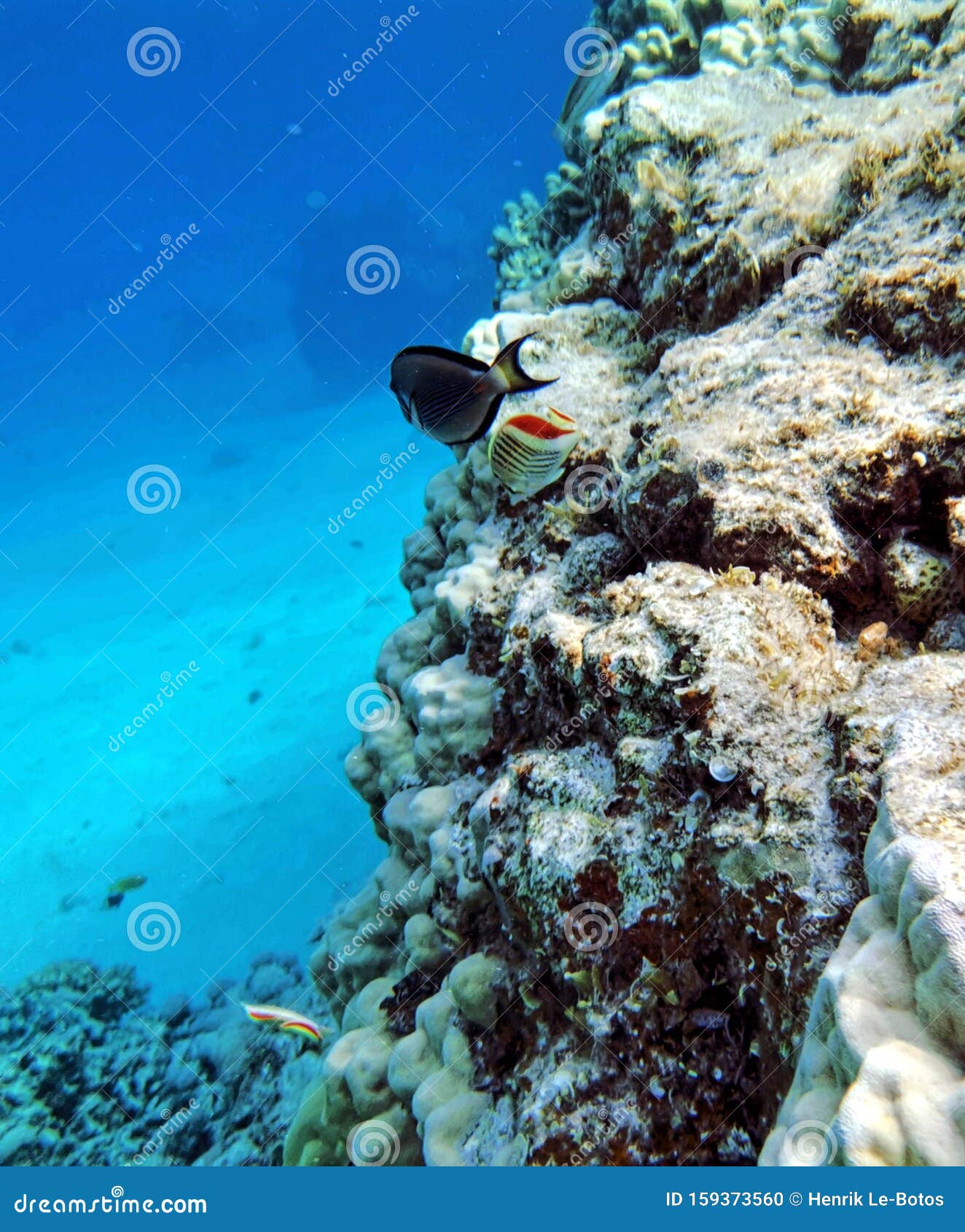 Red sea underwater reefs stock photo. Image of underwater - 159373560