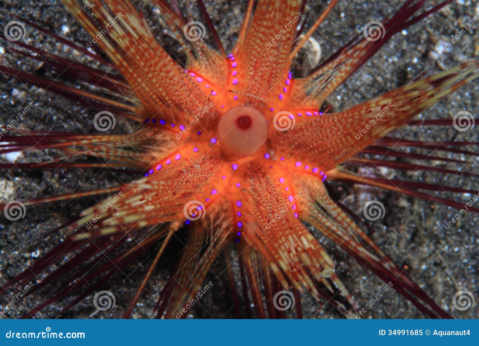 Red sea urchin stock image. Image of fireurchin, indian - 34991685