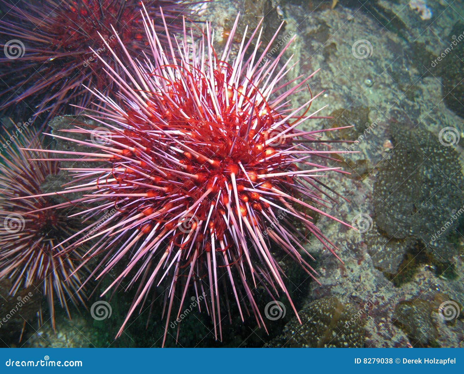 Red Sea Urchin (Strongylocentrotus Franciscanus) Stock Photo - Image of ...