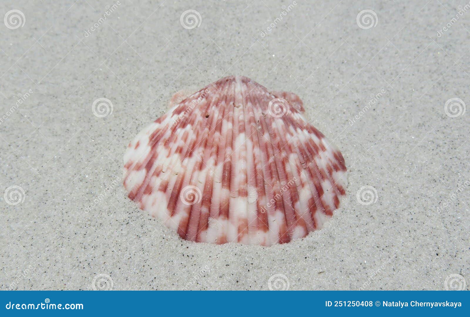 Red Seashell on the Sand Background Stock Photo - Image of natural ...