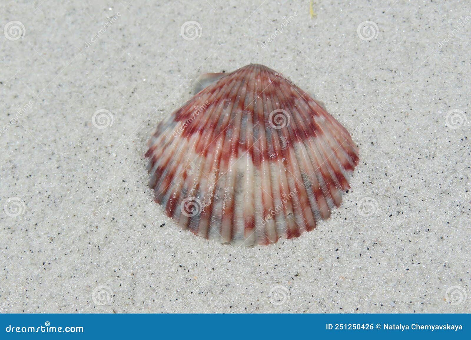 Red Seashell on the Sand Background Stock Photo - Image of sand ...