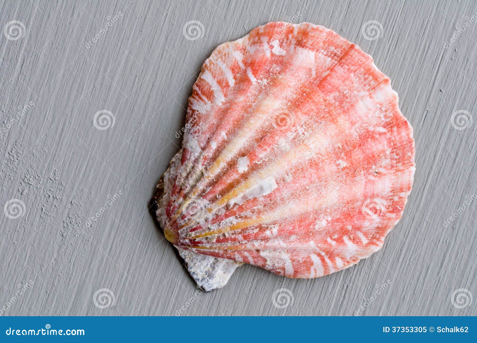 Red seashell stock image. Image of blank, sealife, shell - 37353305