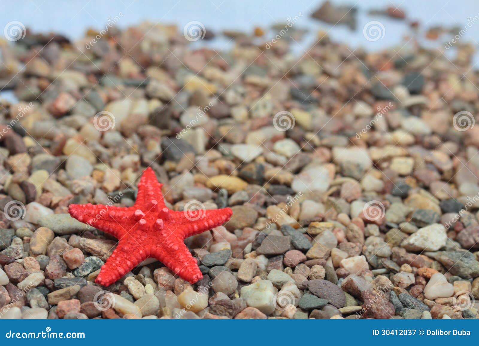 Red seastar stock image. Image of coastline, seastar - 30412037