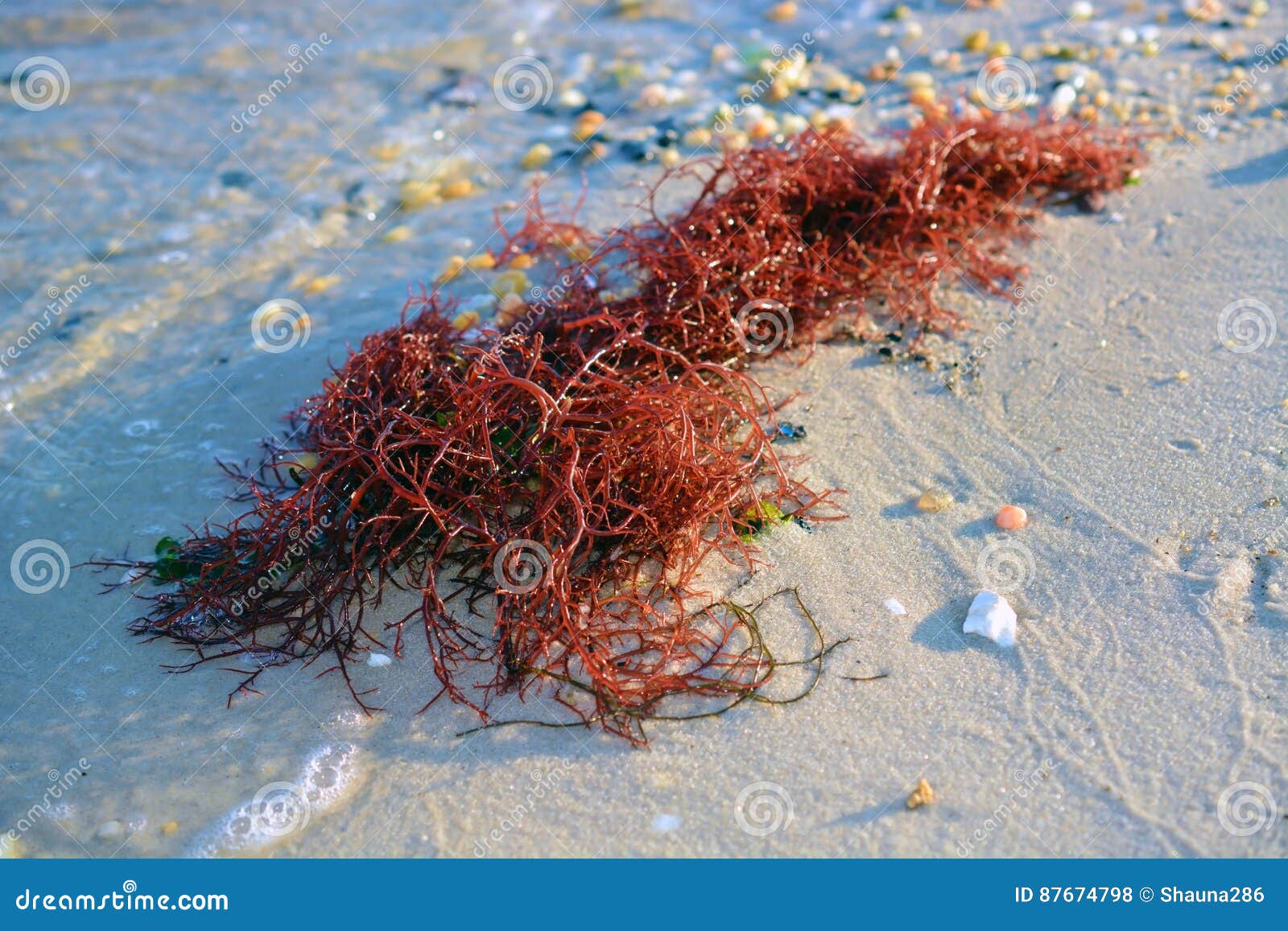 Red Seaweed on Beach stock photo. Image of outdoor, beach - 87674798