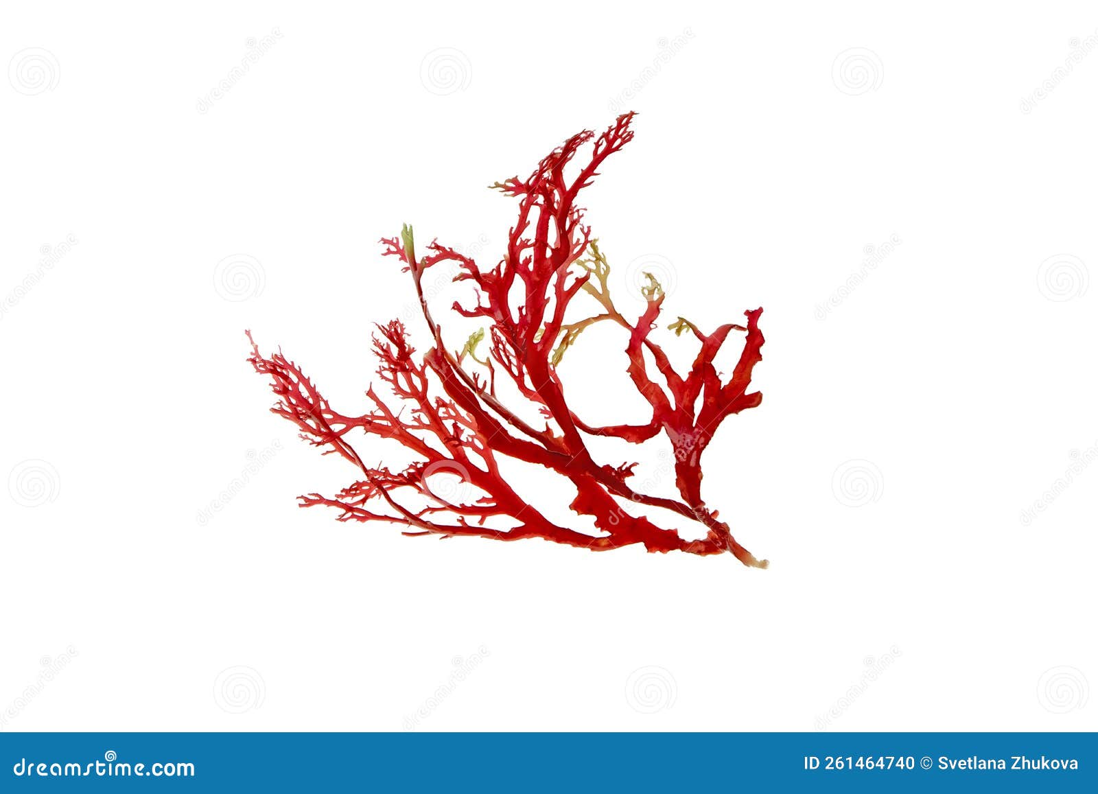 Red Seaweed Branch Isolated Transparent Png Stock Photo - Image of food, rhodophyta: 261464740