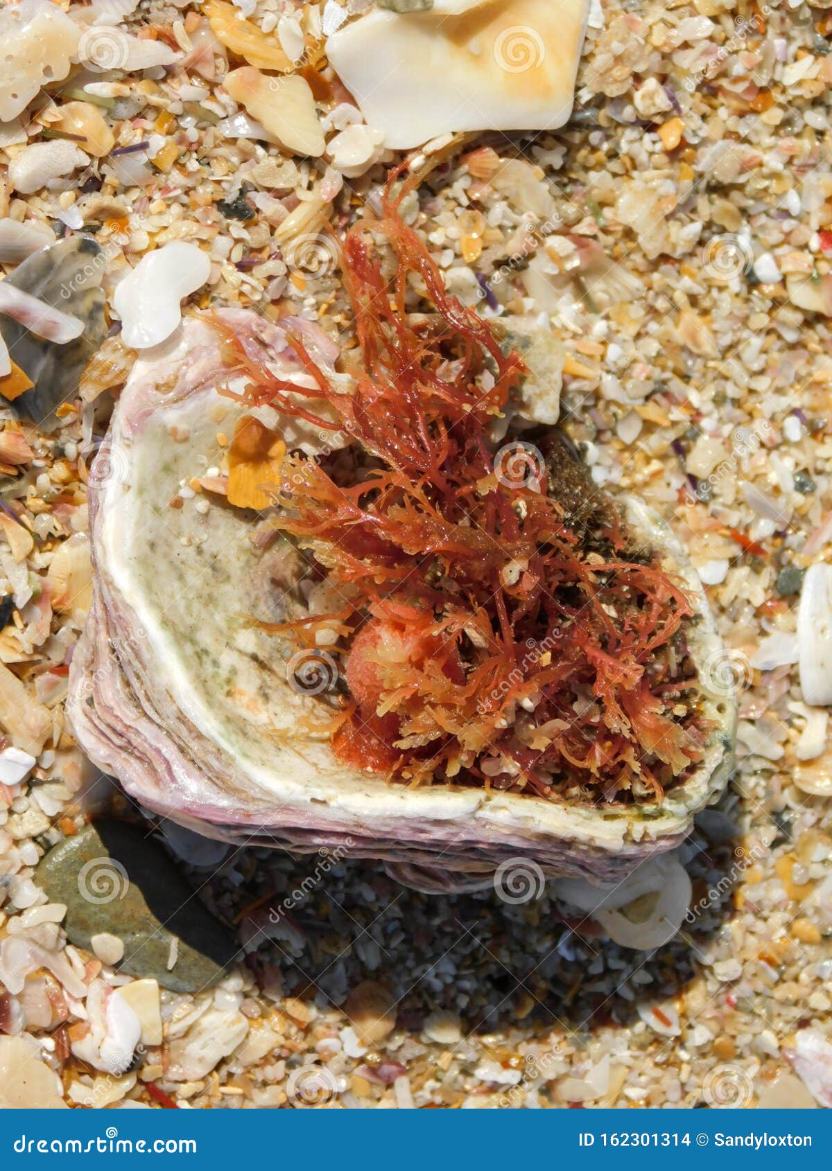 Red Seaweed Washed Up in a Half Oyster Shell Stock Photo - Image of ...