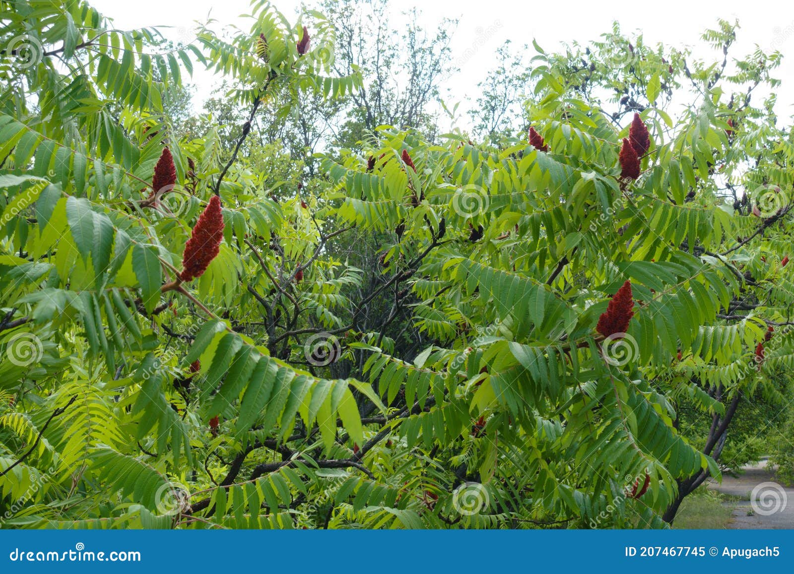 Red Seed Clusters in the Leafage of Vinegar Tree Stock Image - Image of ...