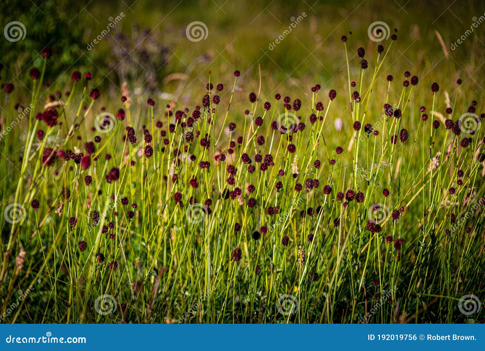 Red Seed Heads Abstract Background ,green and Red Background Nature in ...
