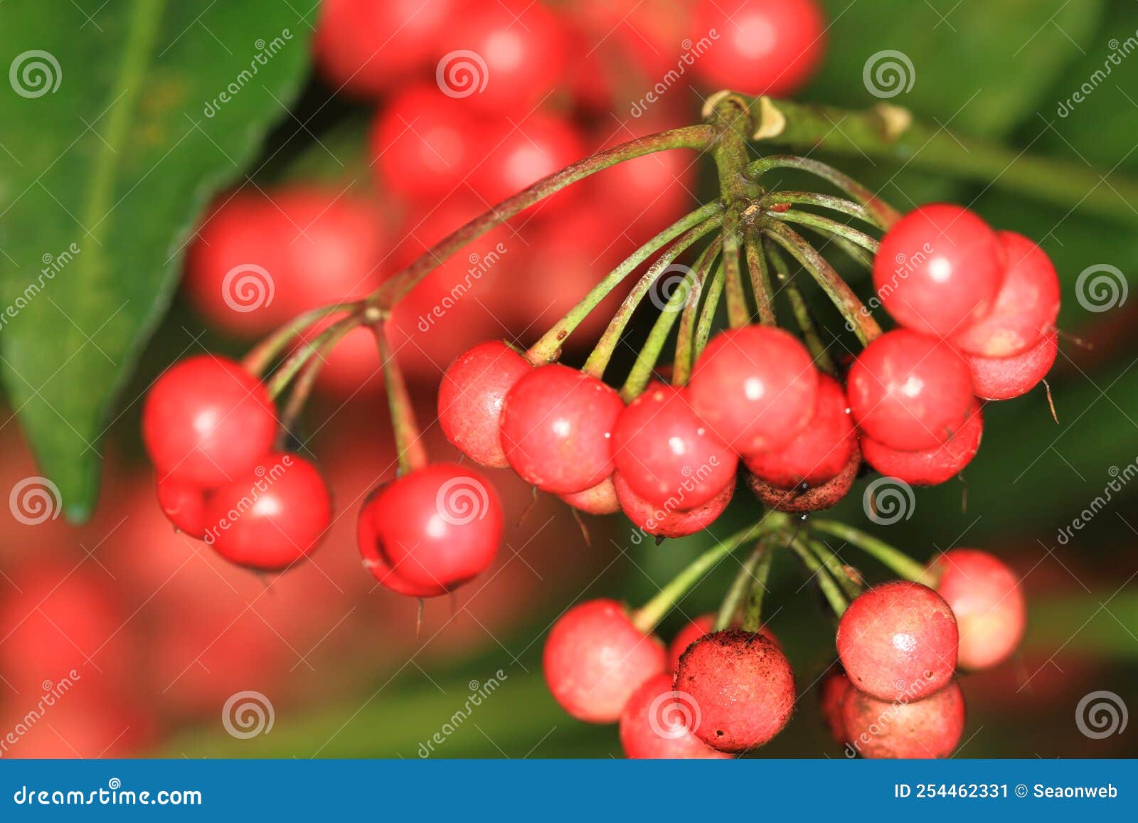 A Red Seed , the Nature of Background Stock Image - Image of abstract ...