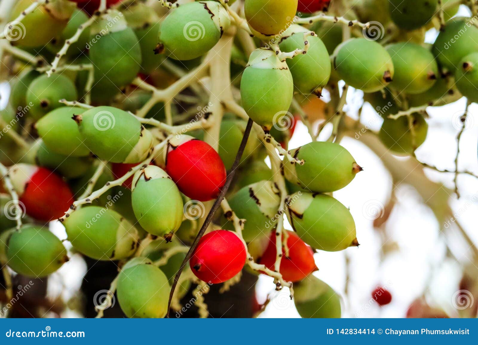 Red Seed and New Green Palm Seed on Tree Stock Photo - Image of asia ...