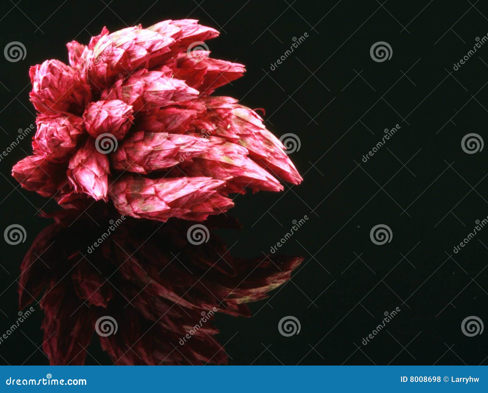 Red seed pod stock photo. Image of background, color, reflecting - 8008698