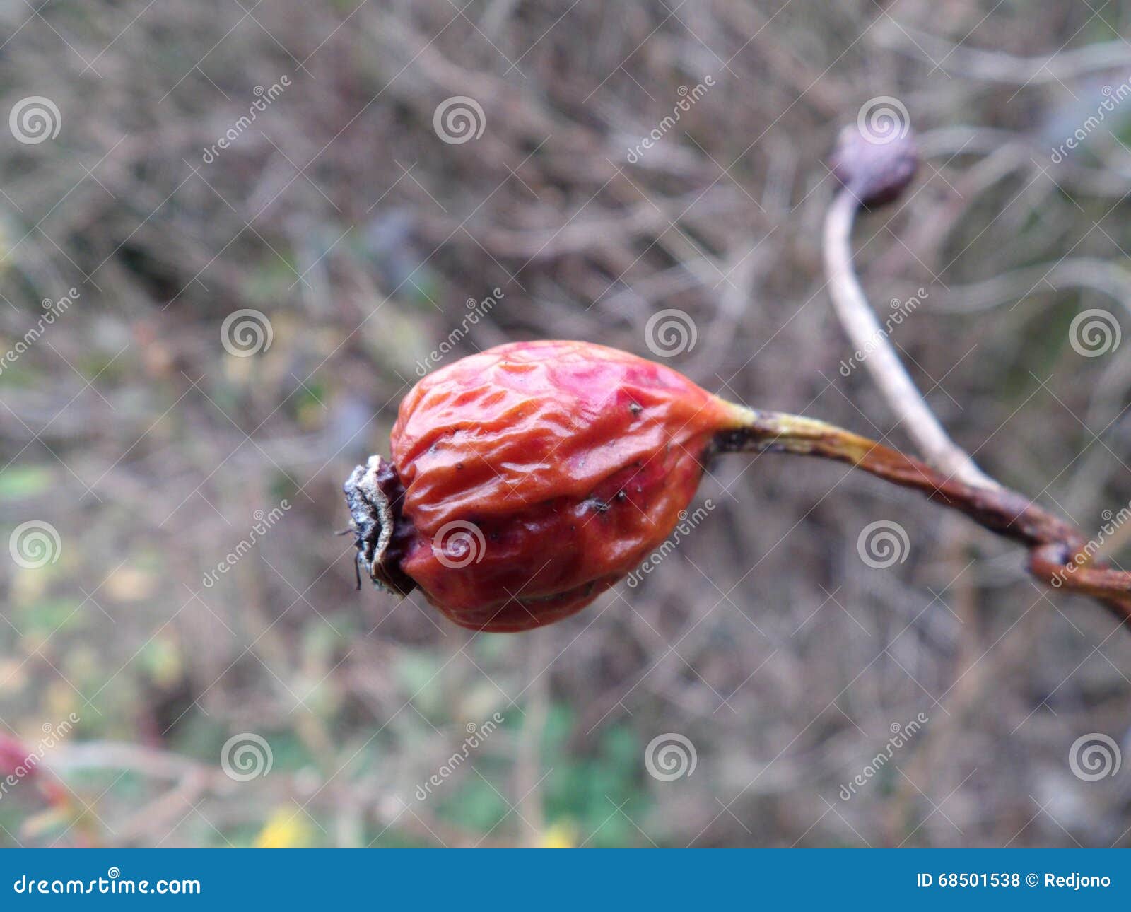 Red seed pod stock photo. Image of close, seed, garden - 68501538