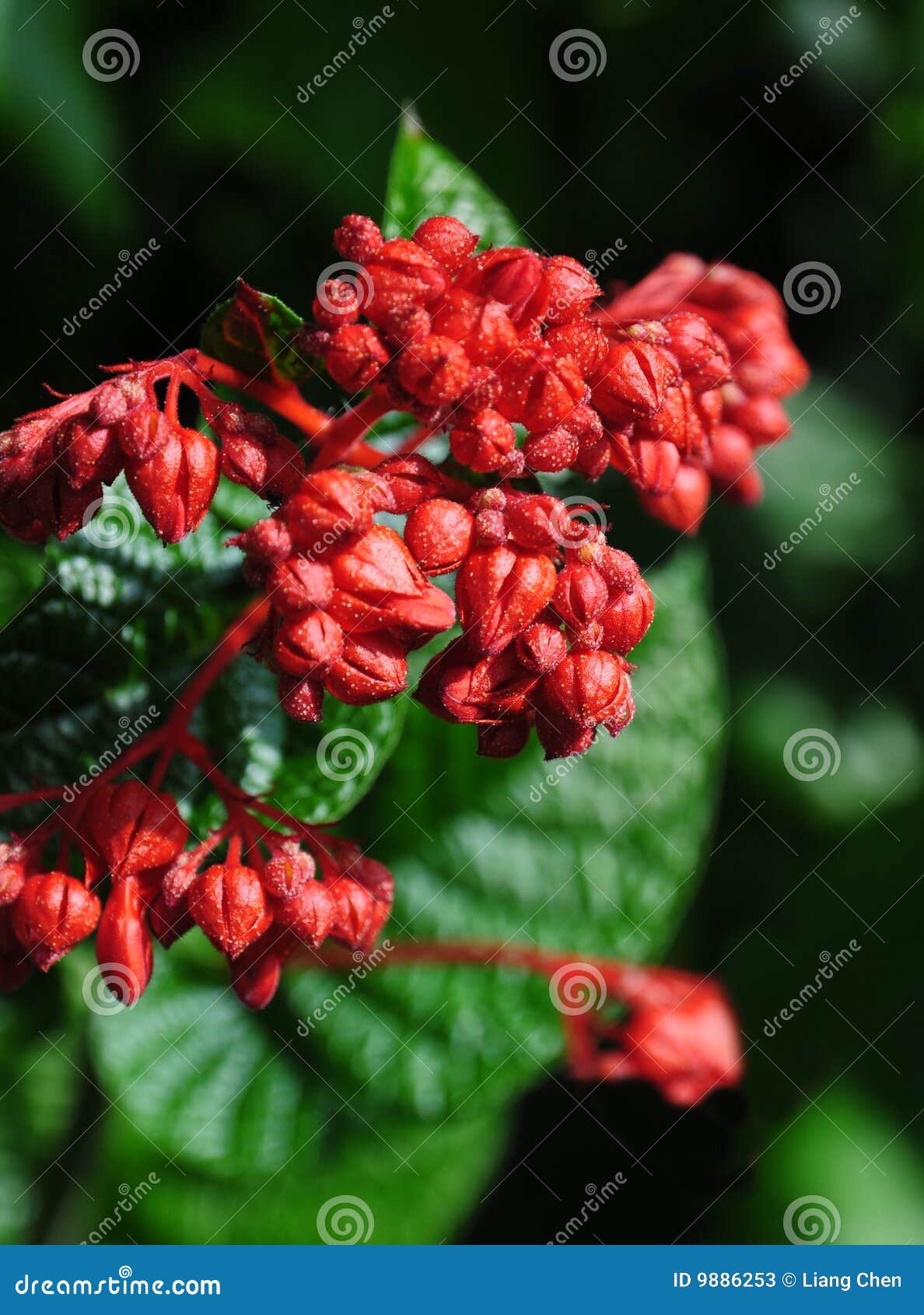 Red seeds stock image. Image of seeds, green, wild, leafages - 9886253