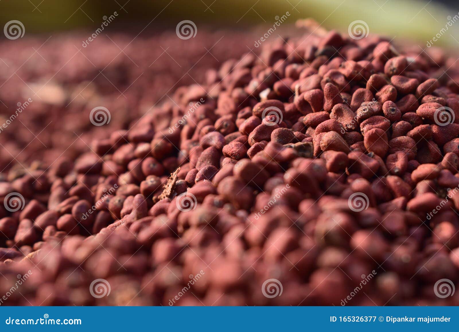 Red seeds for colour stock image. Image of seeds, wallpaper - 165326377