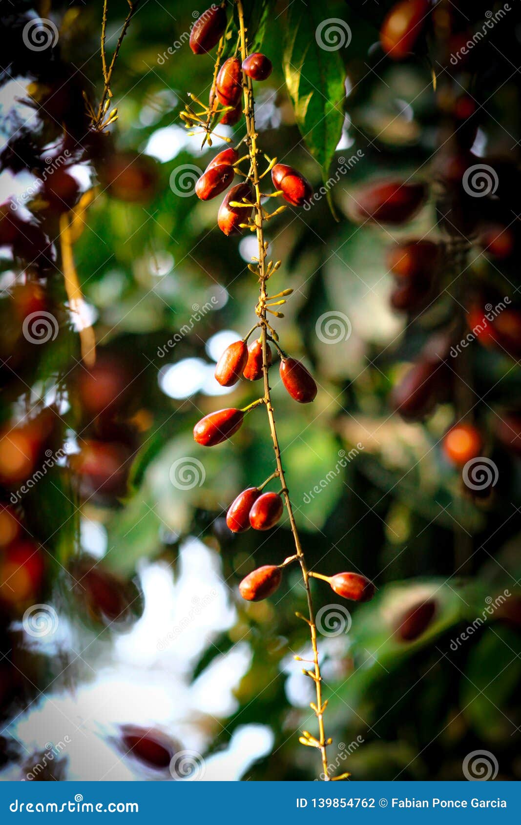 Red Seeds Hanging from a Tree Stock Photo - Image of seeds, green ...