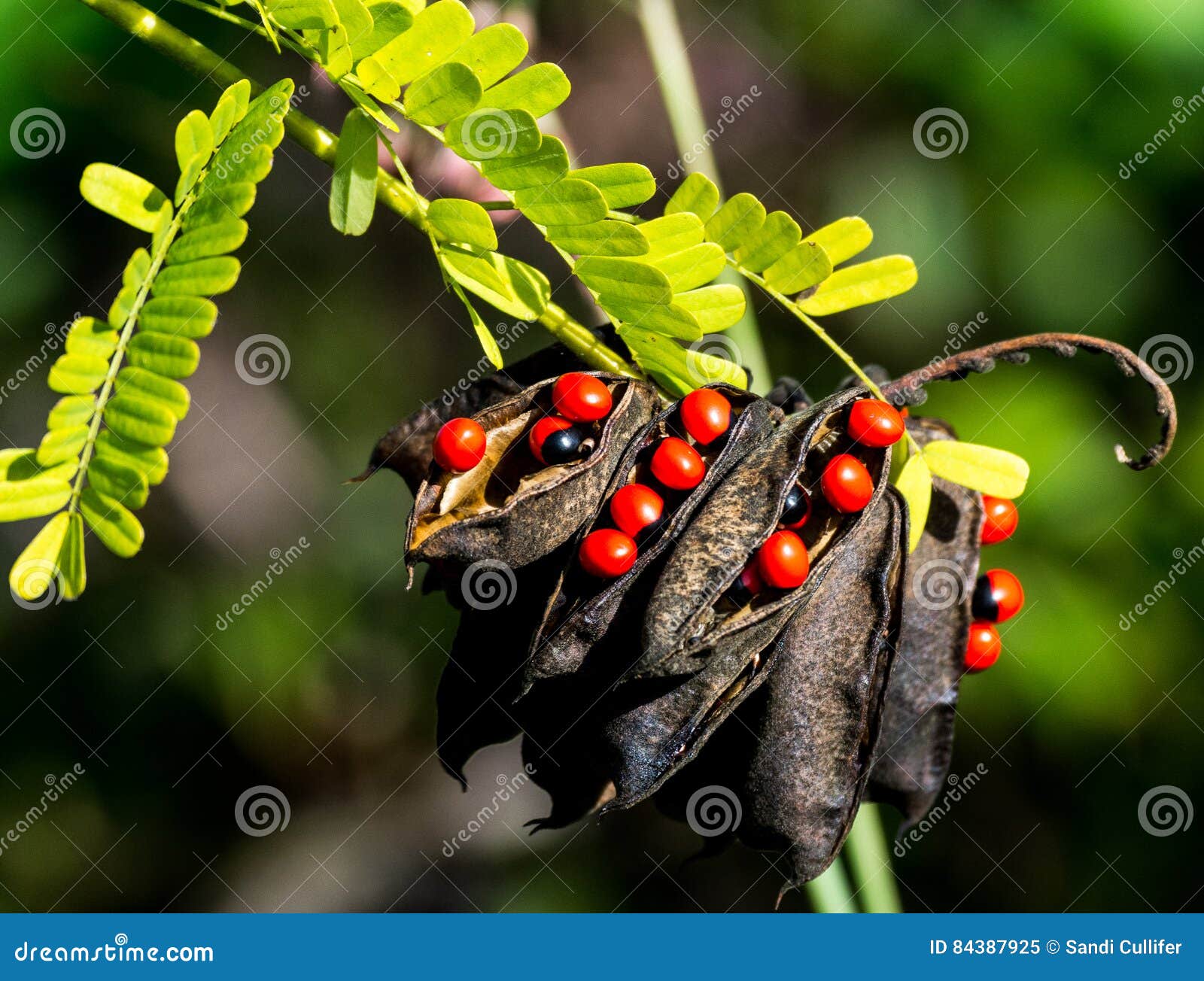 BLACK and RED SEEDS in a POD Stock Image - Image of bright, color: 84387925