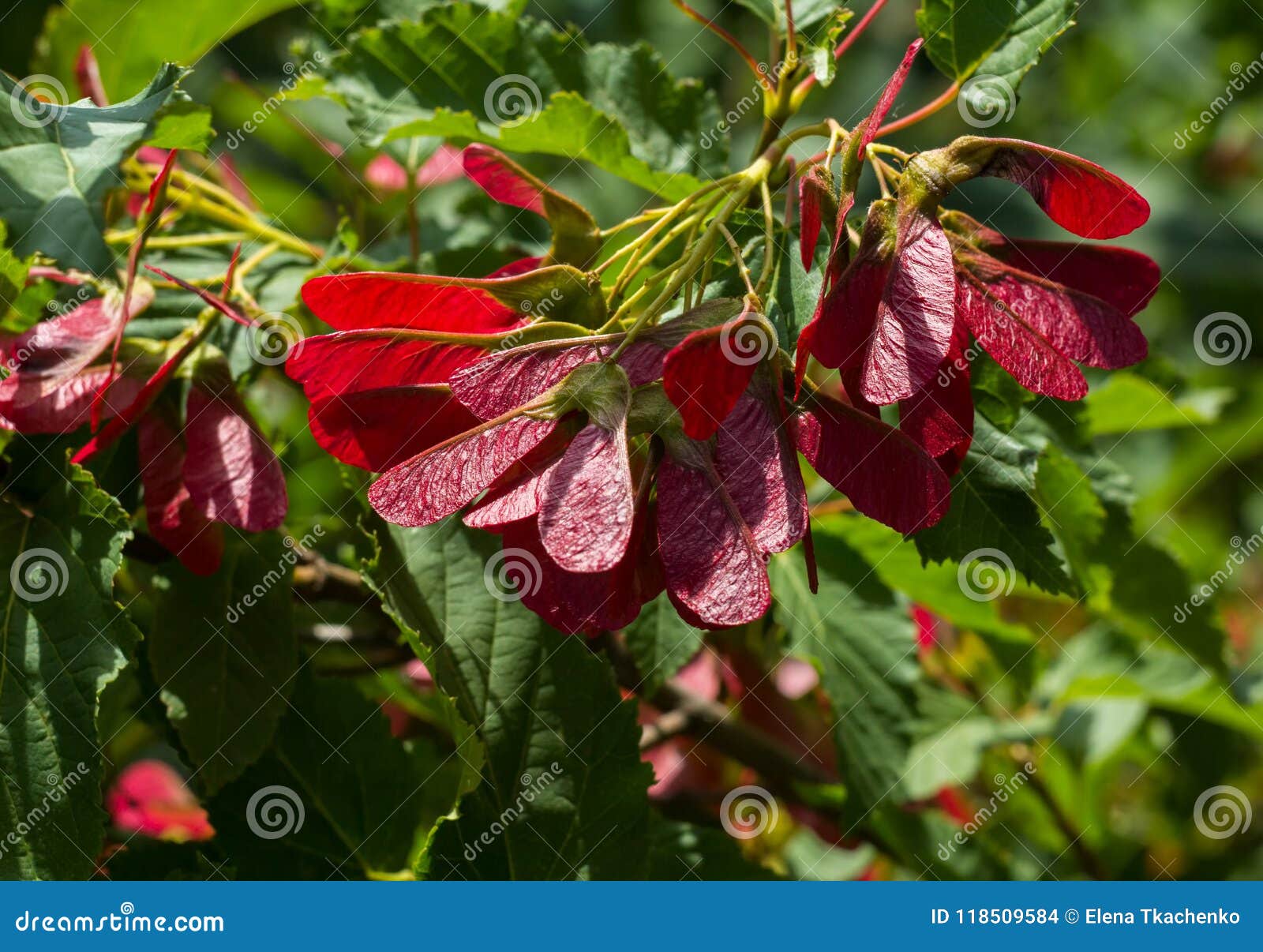 Red Seeds of a Tree on a Green Background Stock Photo - Image of leaves ...