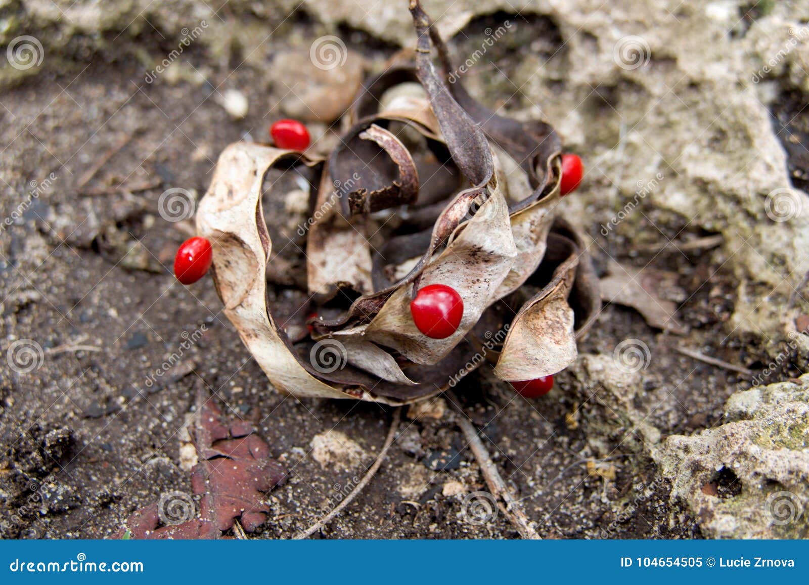 Red Seeds of a Tropical Tree Stock Image - Image of tropical, necklace ...
