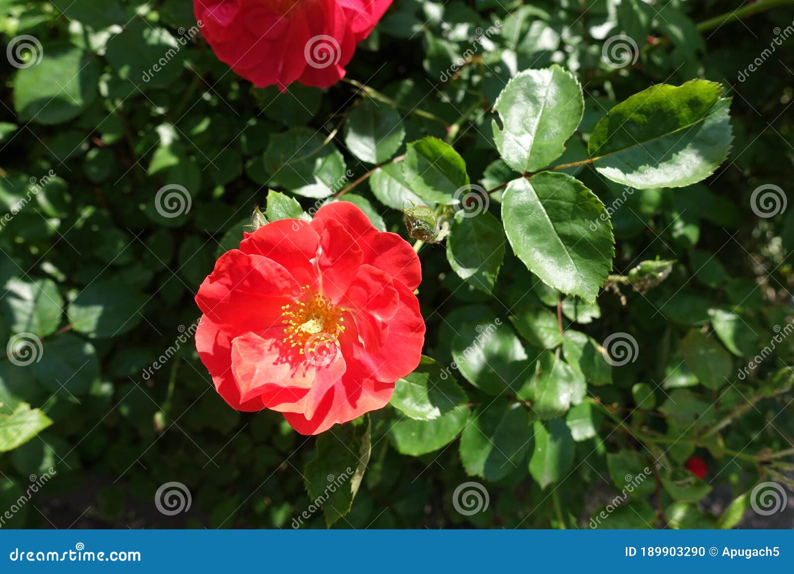 Red Semi-double Flower of Rose in May Stock Photo - Image of sepals ...
