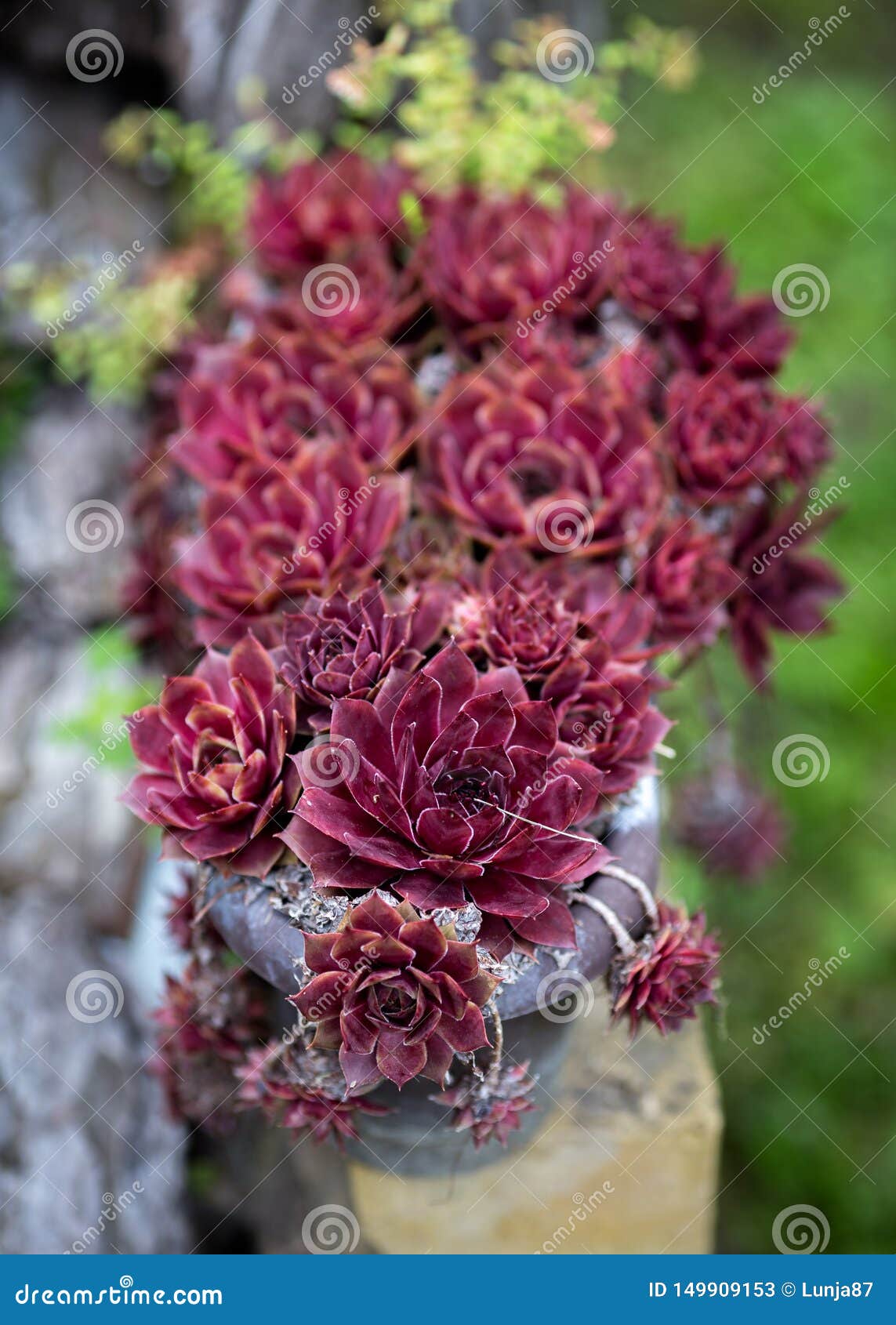 Red Sempervivum Houseleek Succulent Stock Image - Image of group ...