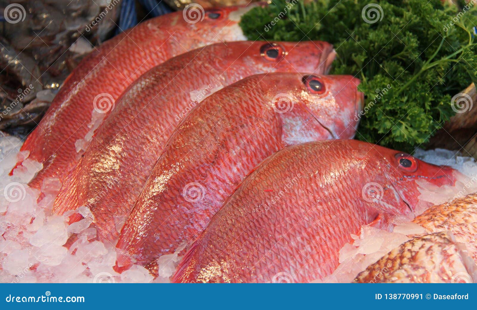 Red Senegal Snapper Fish. stock image. Image of marine - 138770991