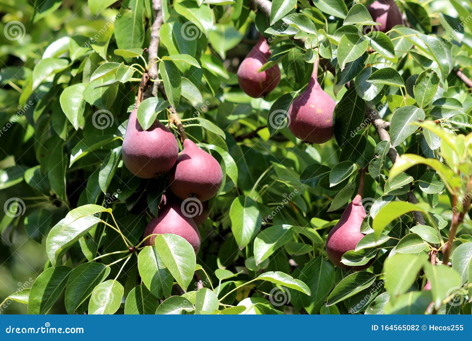 Red Sensation Bartlett or Pyrus Communis Sensation Deciduous Tree with ...