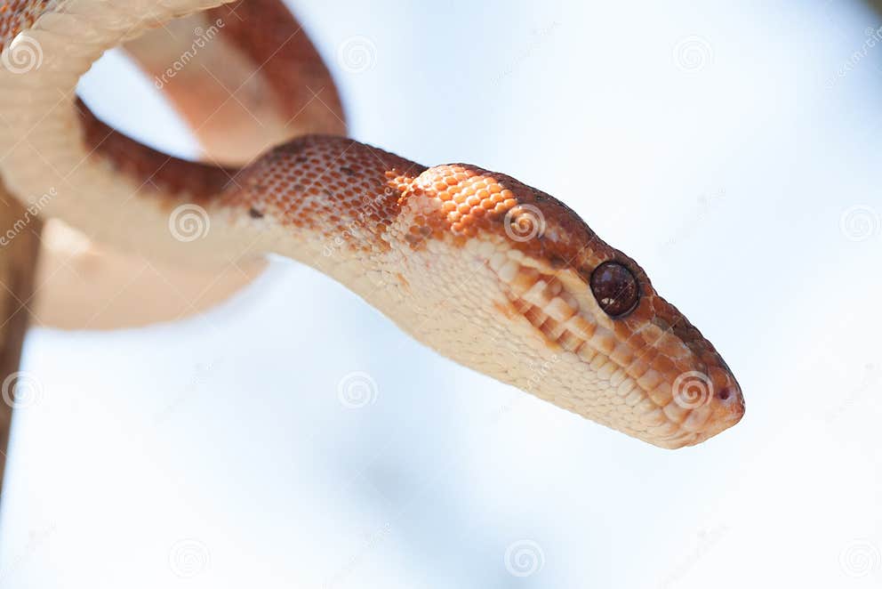 Red serpent stock image. Image of scary, fear, blur, reptile - 43429575