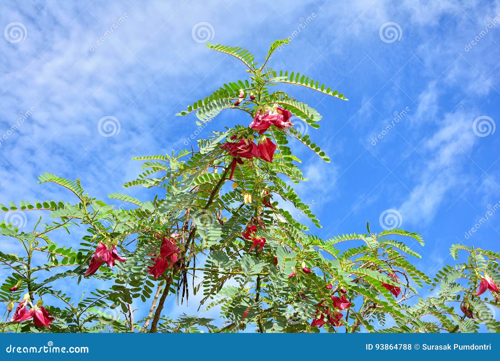 Red Sesbania Grandiflora On Tree. Stock Photo - Image of design, cloud ...
