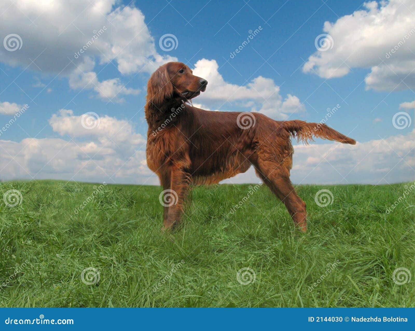 Red setter stock photo. Image of animal, green, domestic - 2144030