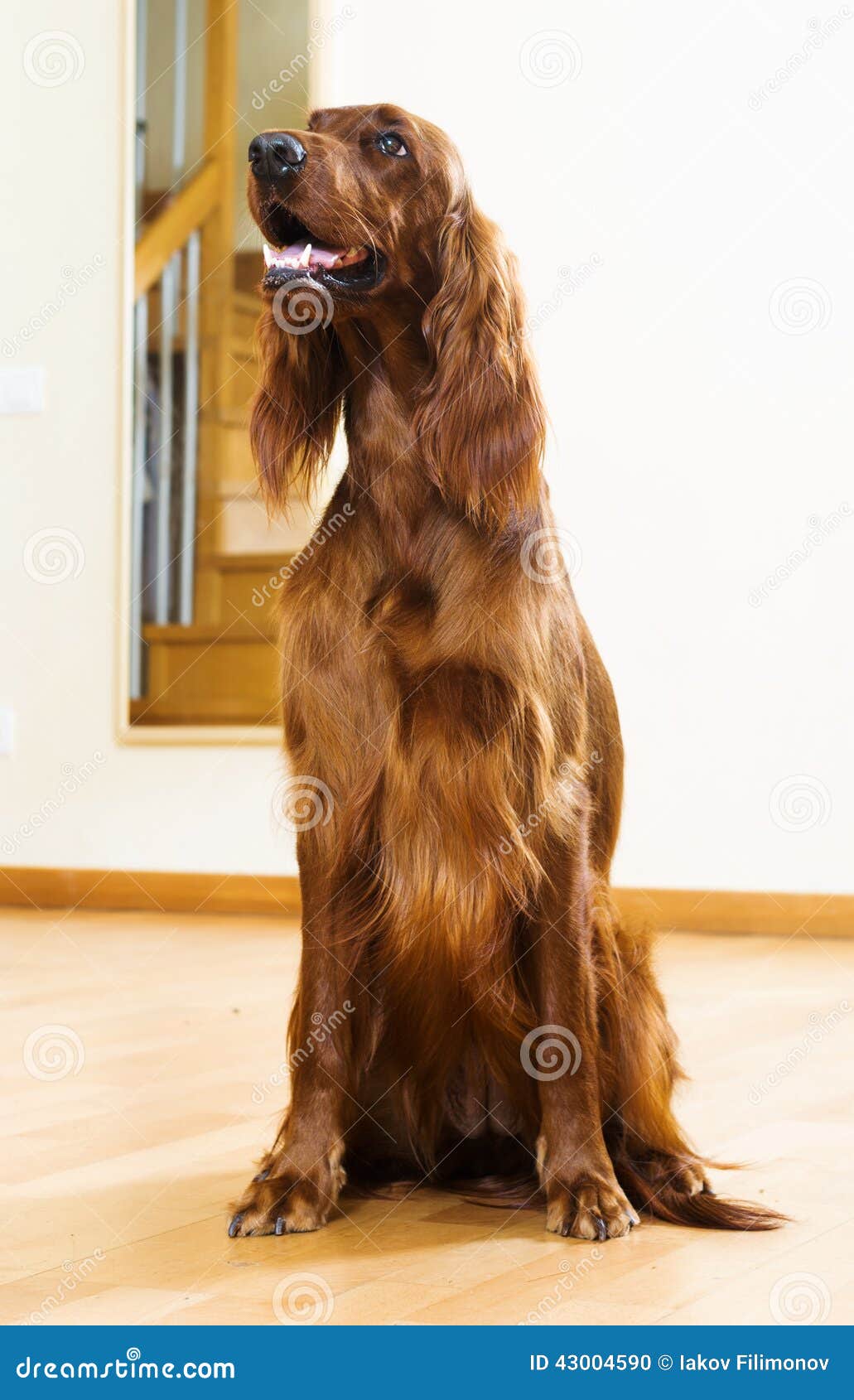 Red Setter at home stock photo. Image of sitting, staying - 43004590