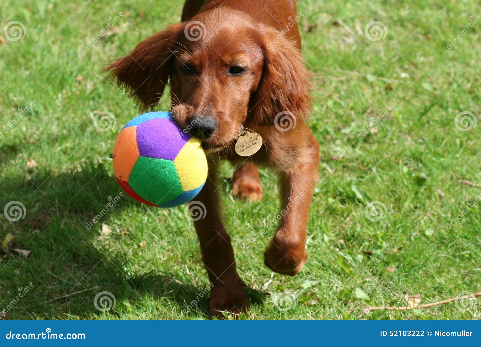 Red Setter stock photo. Image of house, pointer, playing - 52103222