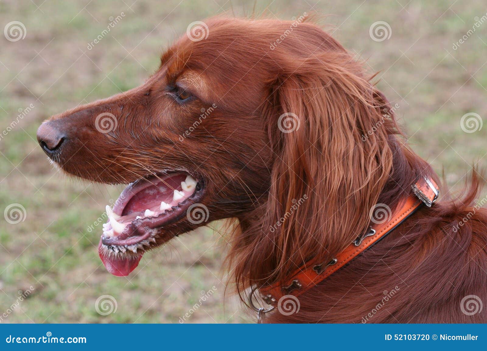 Red Setter stock photo. Image of cute, playing, background - 52103720