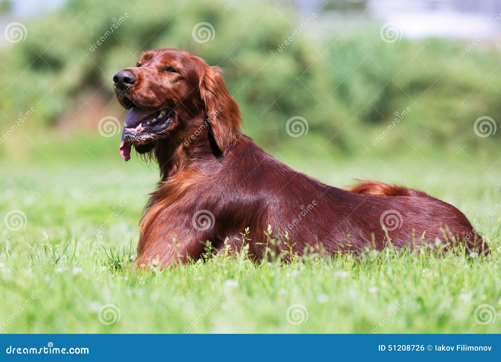 Red Setter lying on grass stock photo. Image of intelligence - 51208726