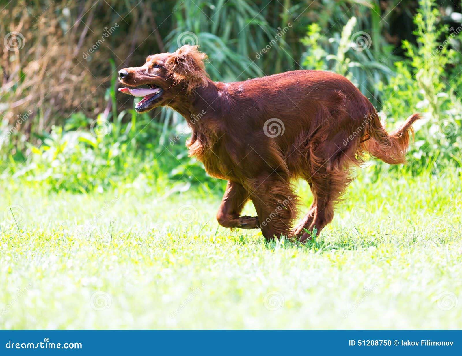 Red Setter Running on Grass Stock Photo - Image of nature, canine: 51208750