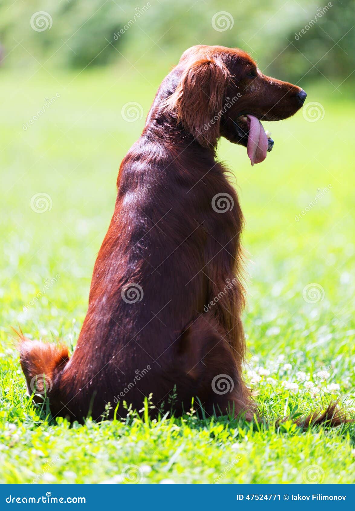 Red Setter Sitting on Grass Stock Image - Image of full, outdoor: 47524771