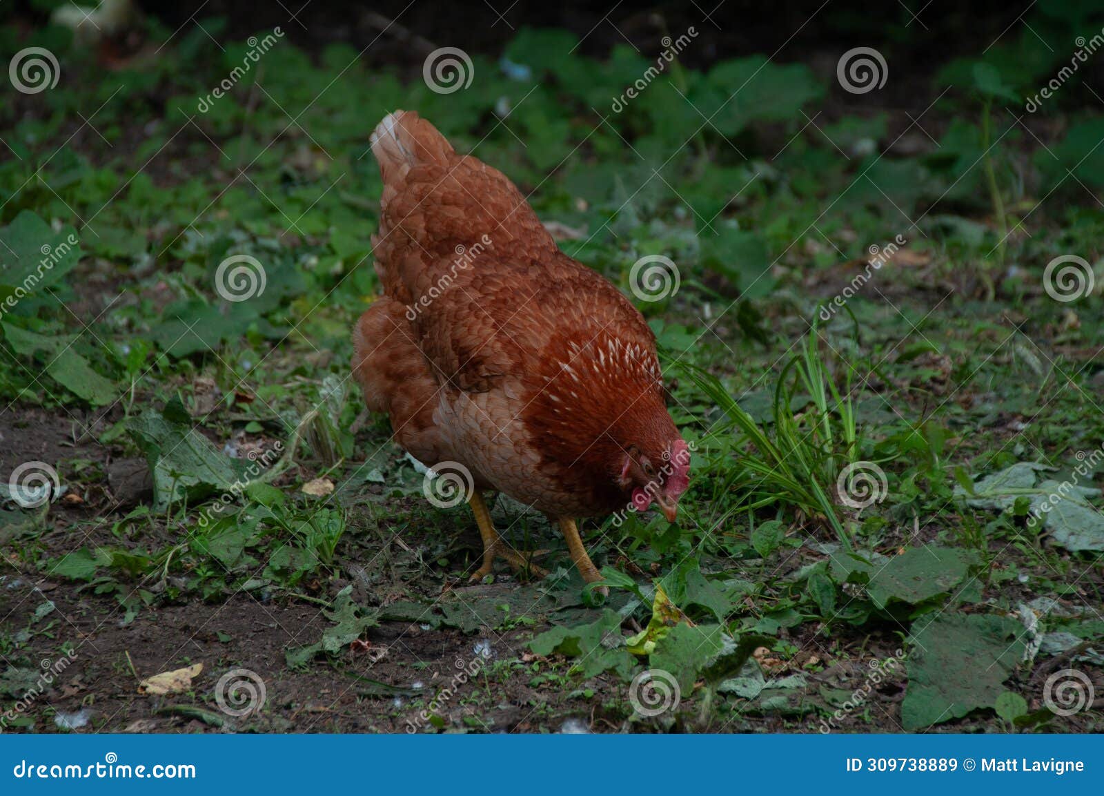 Red Sex Link Chicken Pecking In The Grass Stock Image Image Of Range