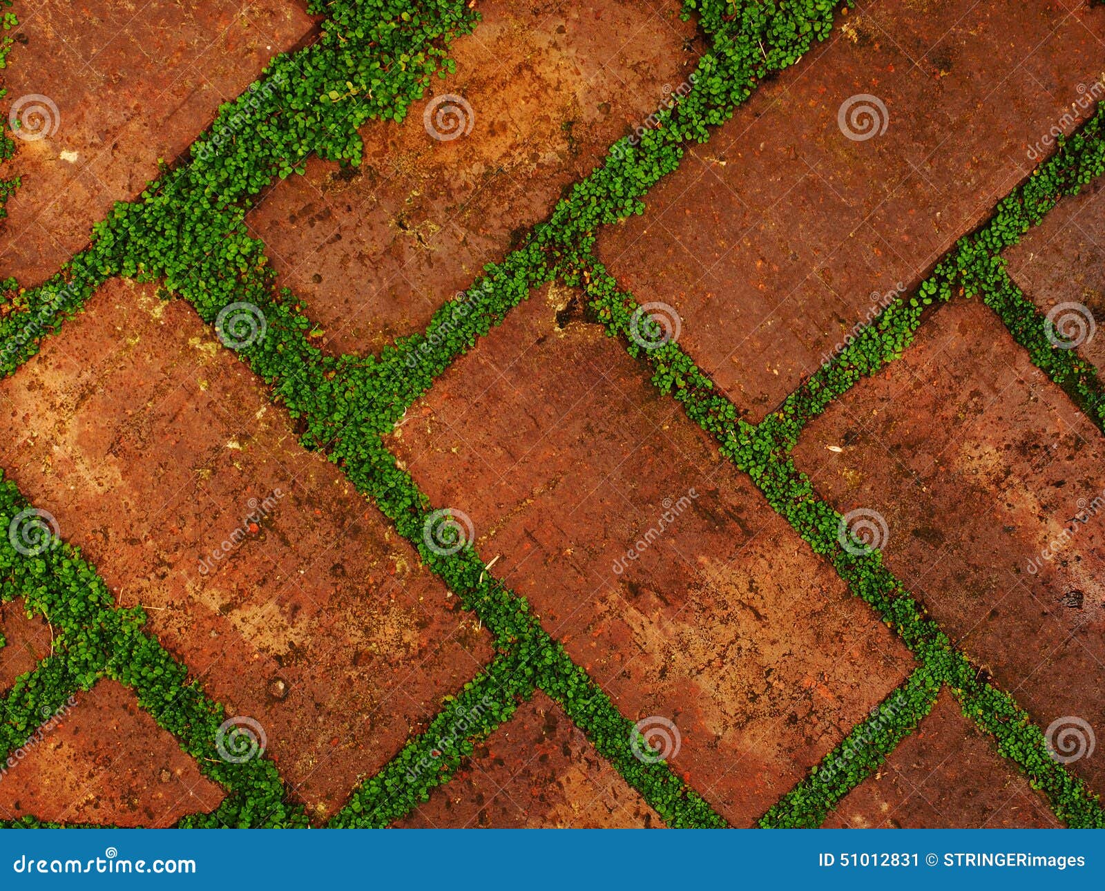 Red Shaded Bricks with Gaps Filled by Leafy Green Growth Stock Image ...