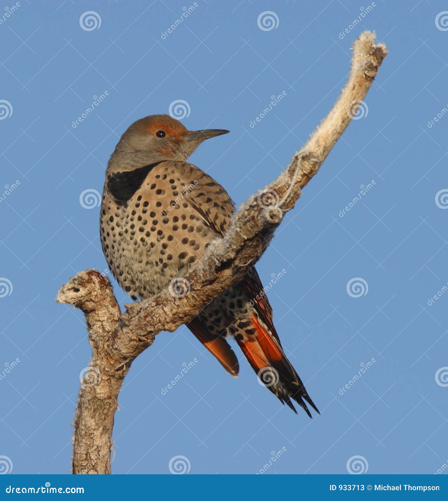 Red Shafted Northern Flicker Stock Image - Image of lake, wildlife: 933713