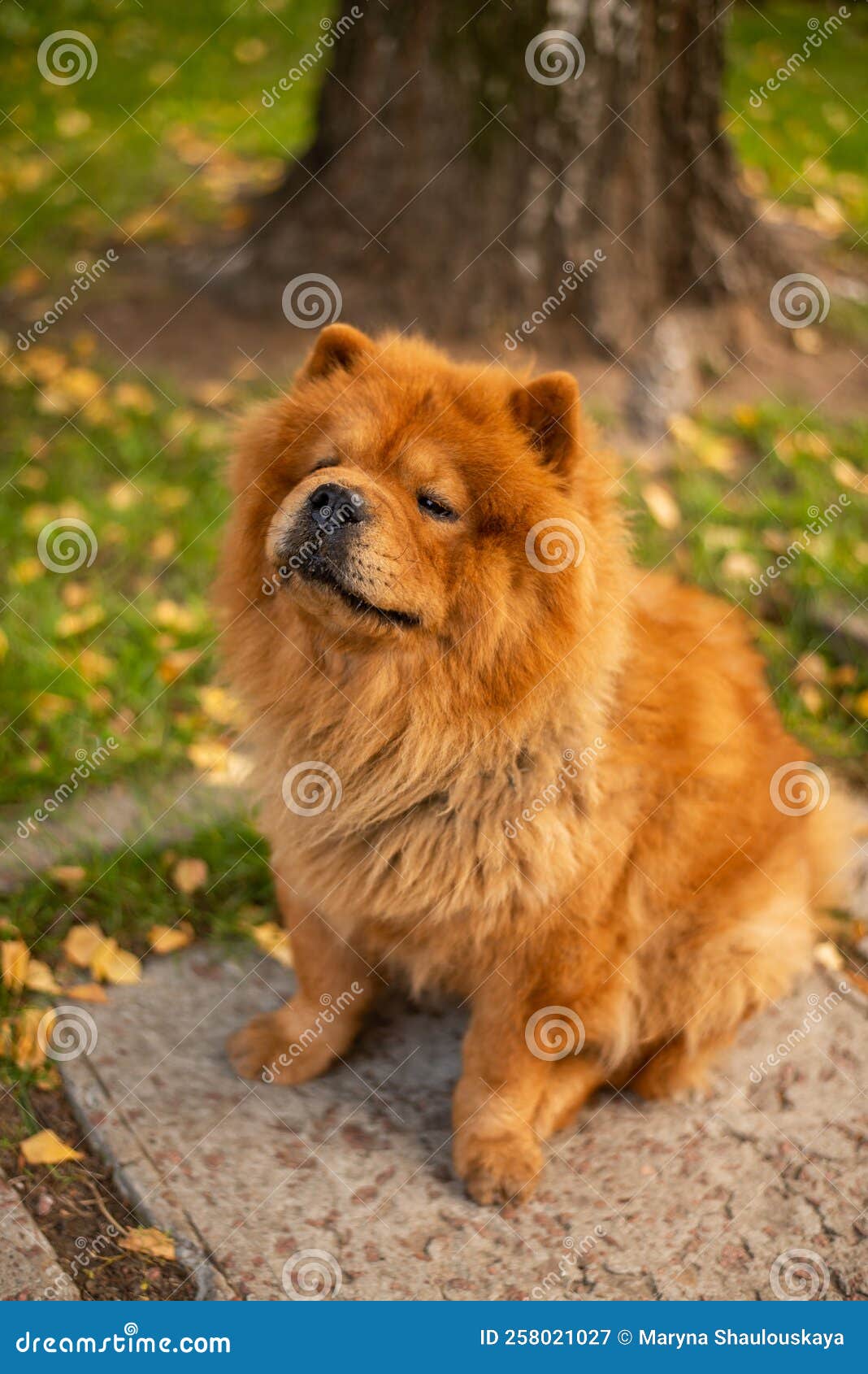 Red shaggy dog in autumn stock image. Image of mammal - 258021027