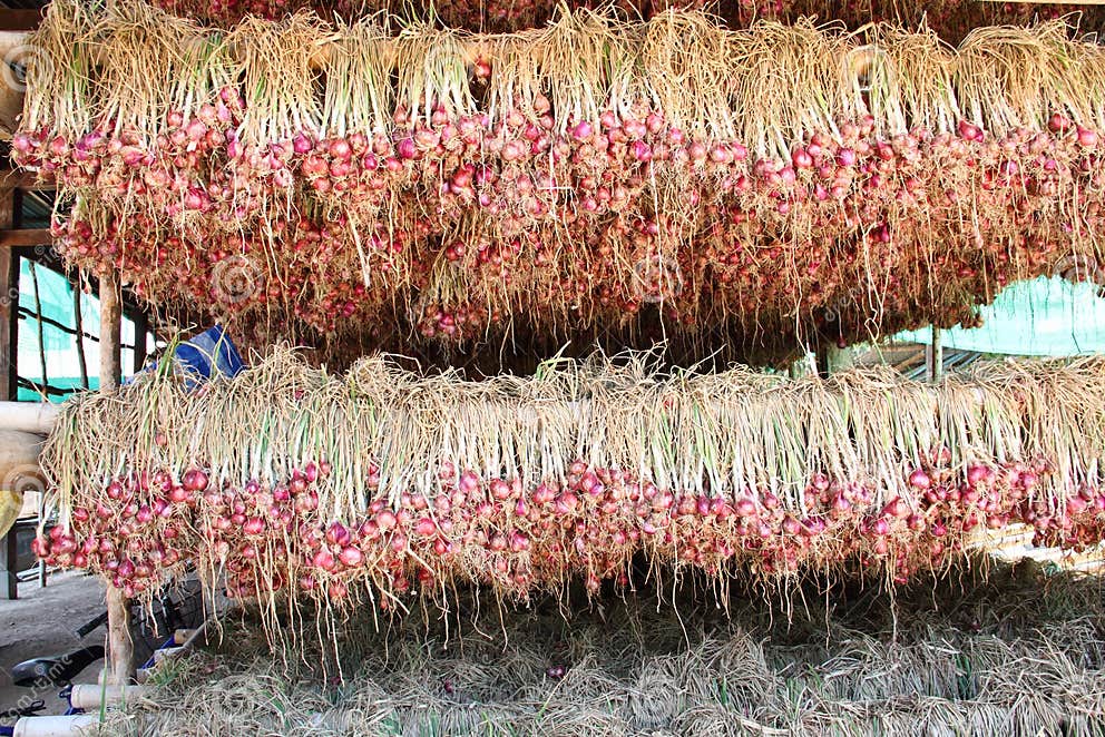 Red shallot stock image. Image of organic, cook, delicious - 29483563