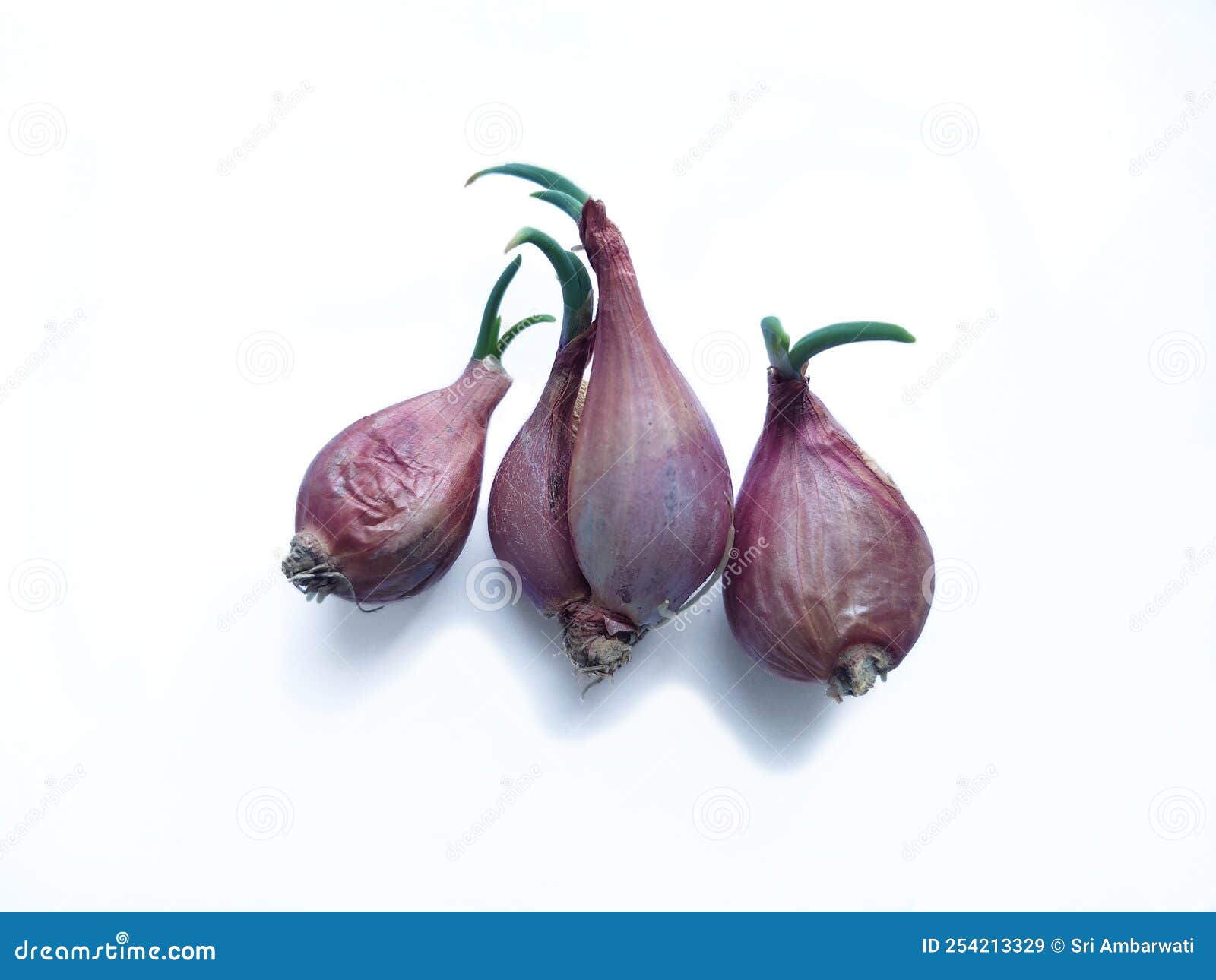 Red Shallot Isolated on White Stock Image - Image of fresh, dish: 254213329