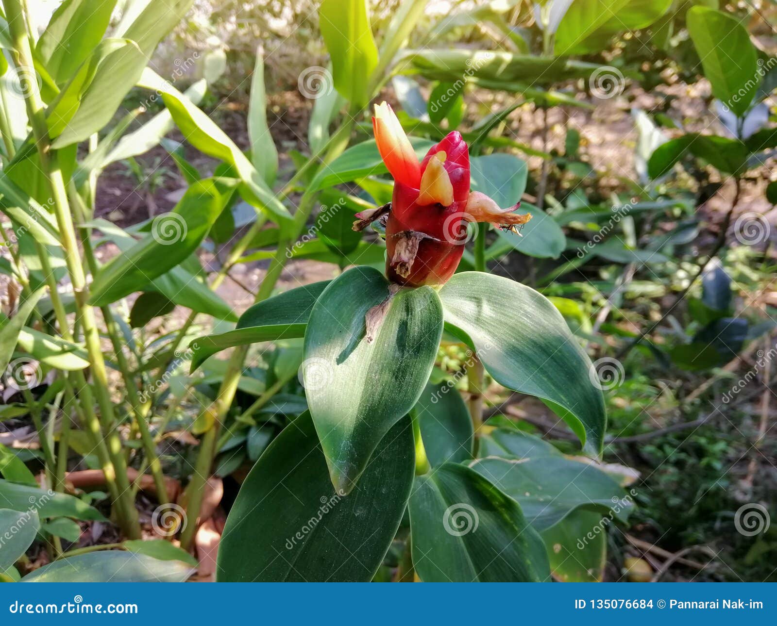 Red Shampoo Ginger Flower Or Zingiber Zerumbet With Sunlight. Stock ...