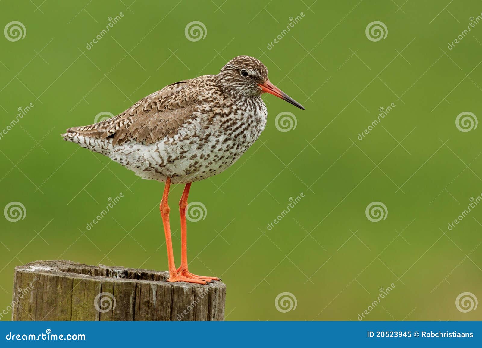 Red shank stock image. Image of tringa, shank, wildlife - 20523945
